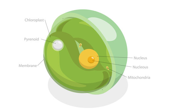 Chlorella Cell Diagram