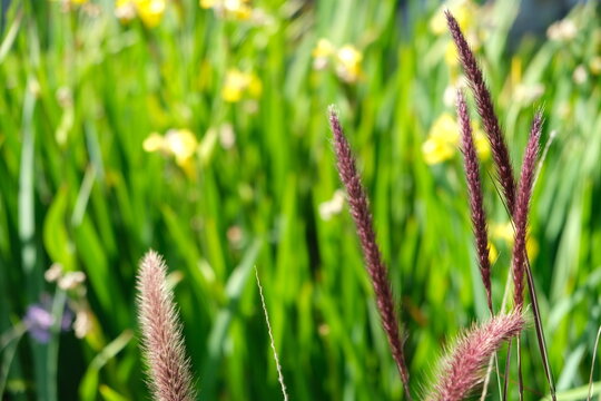 "Spear Grass" Images – Browse 588 Stock Photos, Vectors, and Video ...