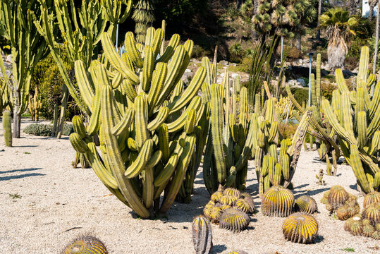 Pictures Of Green Non Flowering Plants With Names And Pictures ...