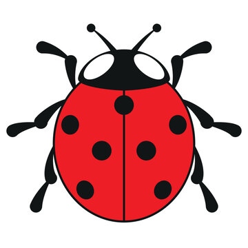 "Seven-Spotted Ladybug" Images – Browse 3,538 Stock Photos, Vectors ...