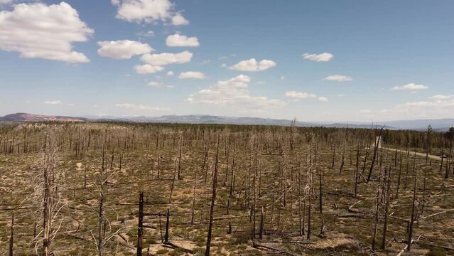 "Destroyed Forest" Images – Browse 863 Stock Photos, Vectors, and Video ...