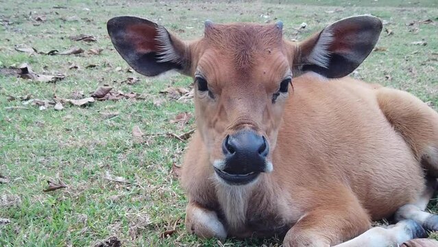 "Cute Cow" Images – Browse 1,496 Stock Photos, Vectors, and Video ...