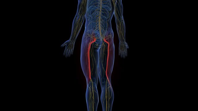 Sciatic Nerve Pain Images – Browse 2,073 Stock Photos, Vectors, and ...