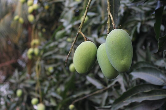 "Alphonso Mango" Images – Browse 1,040 Stock Photos, Vectors, and Video ...