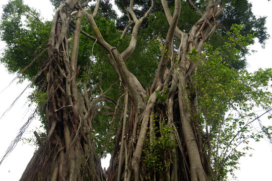 "Hanging Roots" Images – Browse 93 Stock Photos, Vectors, and Video ...