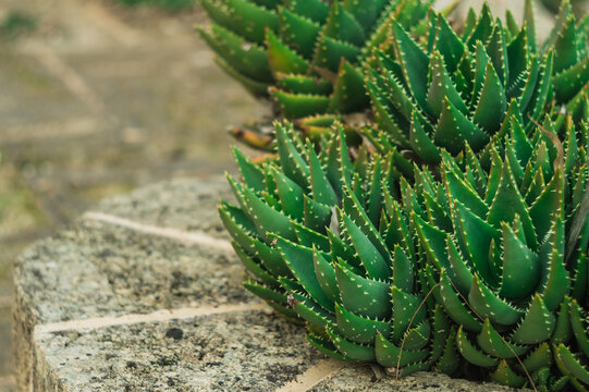 รูปภาพ"Piante – เลือกดูภาพถ่ายสต็อก เวกเตอร์ และวิดีโอ29,592 | Adobe Stock