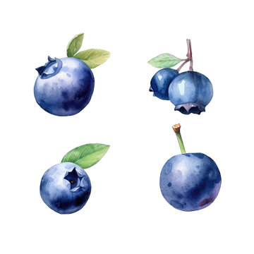 "Blueberry Graphic" Images – Browse 32 Stock Photos, Vectors, and Video ...