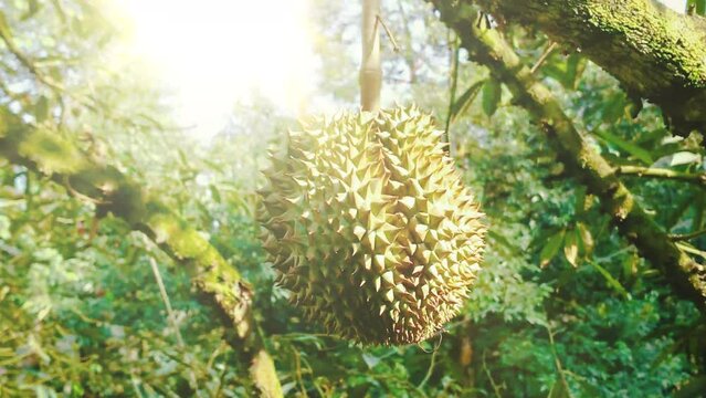 Durian Rainforest