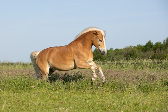 Hafinger Images – Browse 7 Stock Photos, Vectors, and Video | Adobe Stock