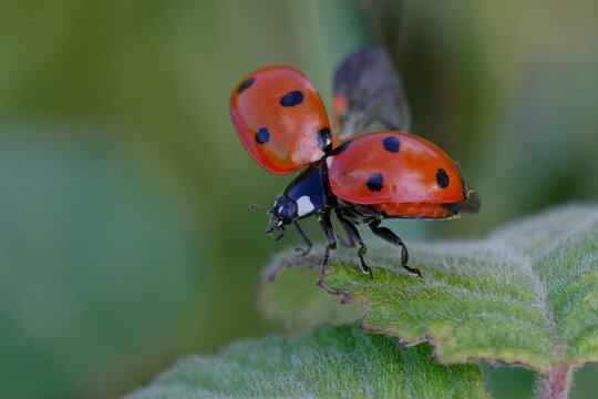 "Seven-Spotted Ladybug" Images – Browse 3,538 Stock Photos, Vectors ...