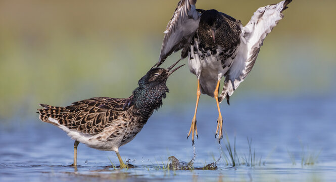 Brushane bilder – Bläddra bland 4,883 stockfoton, vektorer och videor ...