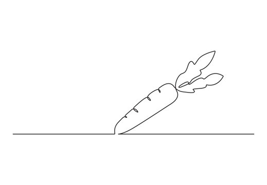 Biennial Plant Drawing