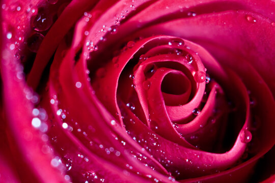 "Rose - Flower" Images – Browse 8,003 Stock Photos, Vectors, and Video ...