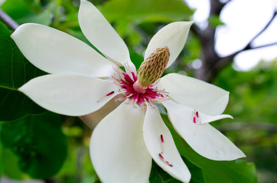 Obovate Images – Browse 913 Stock Photos, Vectors, and Video | Adobe Stock