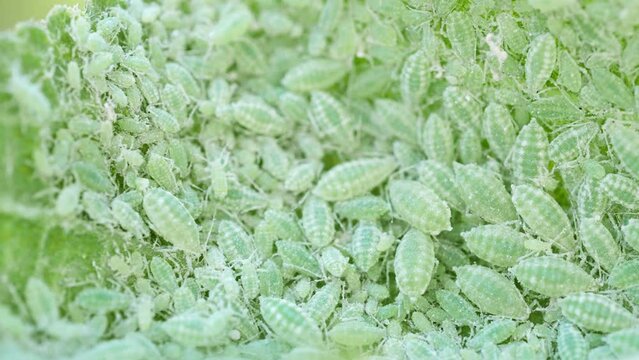 "Plant Lice" Images – Browse 30,624 Stock Photos, Vectors, and Video ...