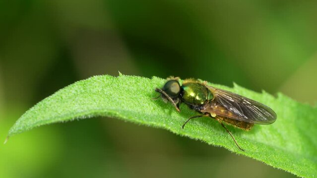"Green Fly" Images – Browse 25,297 Stock Photos, Vectors, and Video ...