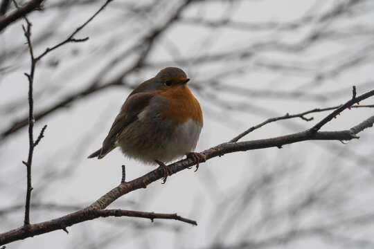Spideog Bilder – Durchsuchen 5 Archivfotos, Vektorgrafiken und Videos ...