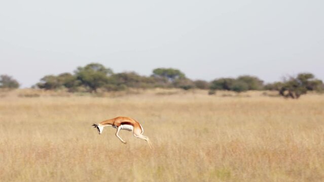 Springbok Jump Images – Browse 959 Stock Photos, Vectors, and Video ...