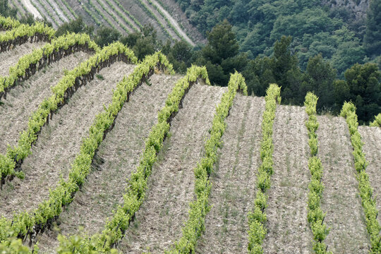 「Cayron」の写真素材 | 14件の無料イラスト画像 | Adobe Stock