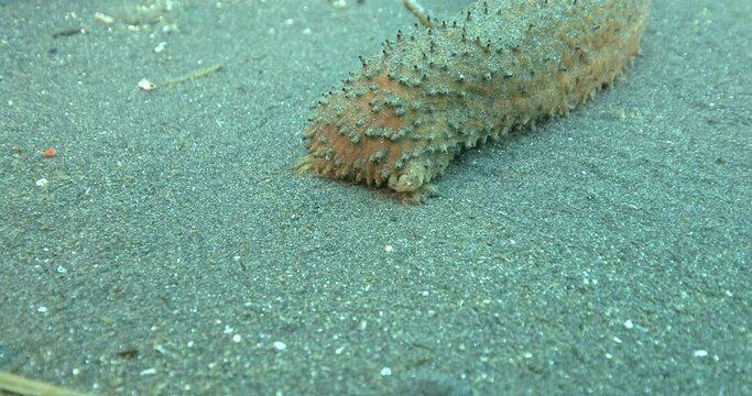 "Sea Cucumber" Images – Browse 12,774 Stock Photos, Vectors, and Video ...