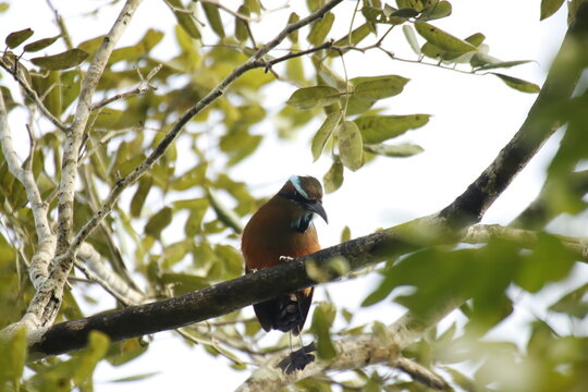 Momoto Images – Browse 95 Stock Photos, Vectors, and Video | Adobe Stock