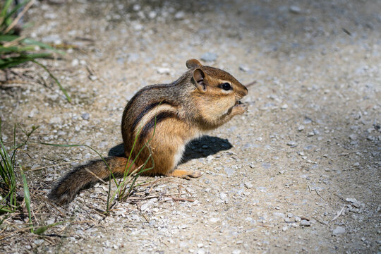 "Eastern Chipmunk" Images – Browse 2,768 Stock Photos, Vectors, and ...