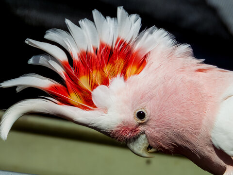 Major Mitchell Cockatoo