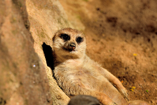 Imágenes de "Suricata Suricata": descubre bancos de fotos ...