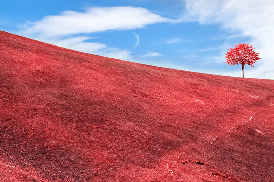 "Red Earth" Bilder – Durchsuchen 3,761 Archivfotos, Vektorgrafiken und ...