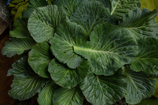 Kohlarten Bilder – Durchsuchen 28,355 Archivfotos, Vektorgrafiken und ...