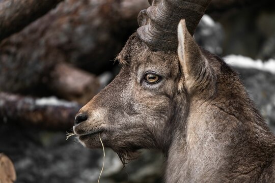 Capra bilder – Bläddra bland 24,185 stockfoton, vektorer och videor ...