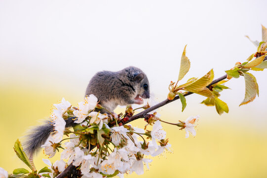 Graphiurus Images – Browse 35 Stock Photos, Vectors, and Video | Adobe ...