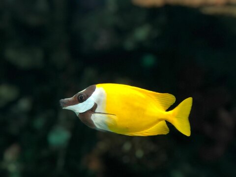 Foxface Rabbitfish