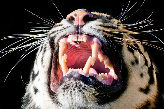 Katzengebiss-Bilder: Stock-Fotos & -Videos. | Adobe Stock