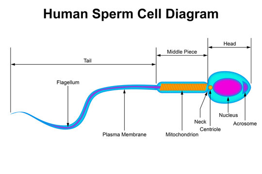 "Sperm Cell" bilder – Bläddra bland 56,501 stockfoton, vektorer och ...