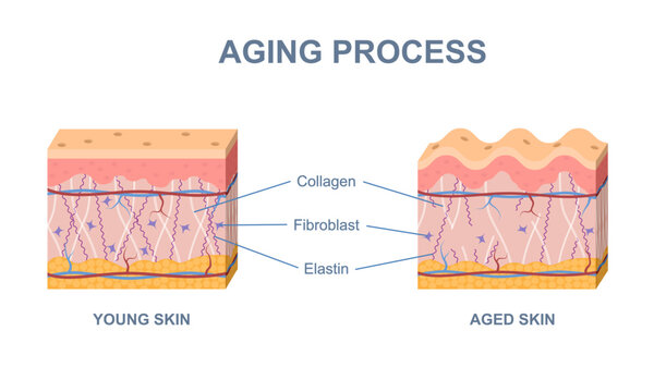 Aging Process Images – Browse 1,615,921 Stock Photos, Vectors, and ...