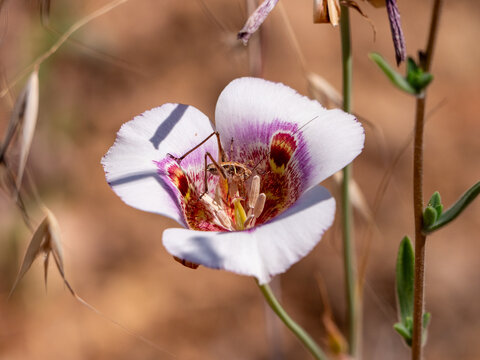 Mariposa Lily Flower Necklace