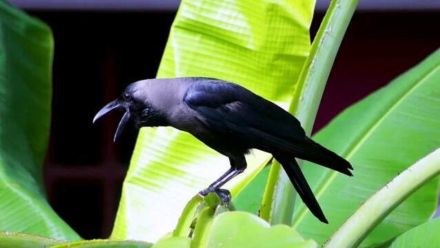 Craw Images – Browse 5,115 Stock Photos, Vectors, and Video | Adobe Stock