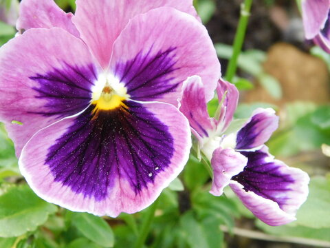 Pansey Bilder – Durchsuchen 29 Archivfotos, Vektorgrafiken und Videos ...