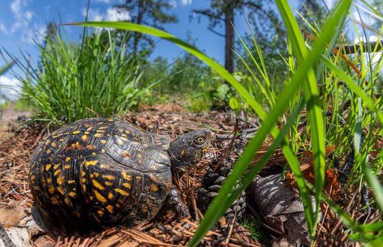 Eastern Box Turtle Habitat