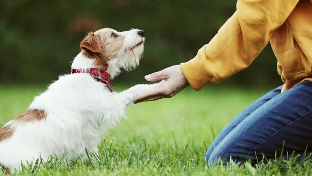 Dog Handshake Images – Browse 5,421 Stock Photos, Vectors, and Video ...