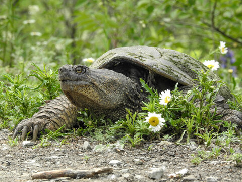 Chelydridae Bilder – Durchsuchen 1,832 Archivfotos, Vektorgrafiken und Videos | Adobe Stock