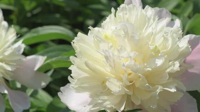 รูปภาพPiony – เลือกดูภาพถ่ายสต็อก เวกเตอร์ และวิดีโอ423 | Adobe Stock