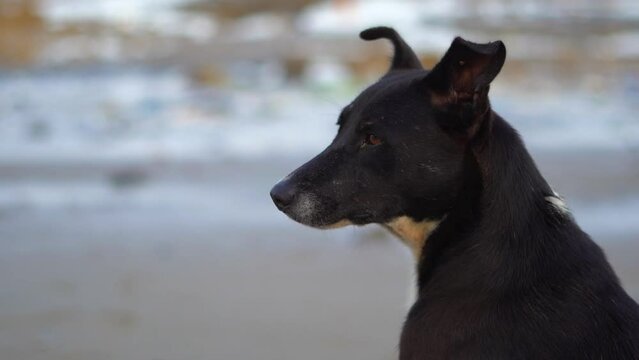 Undomestic Bilder – Durchsuchen 414 Archivfotos, Vektorgrafiken und ...