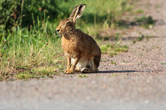 "Rare Hare"-Bilder: Stock-Fotos & -Videos. | Adobe Stock