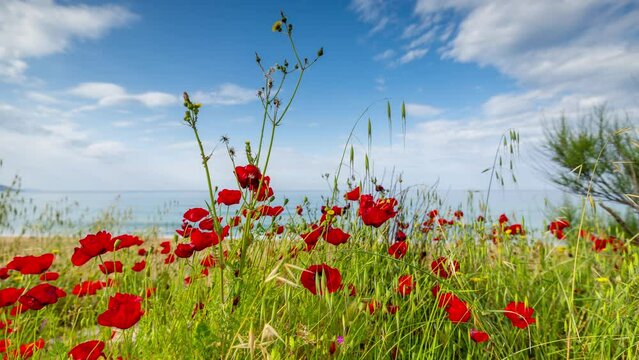 Cajole Images – Browse 10,299 Stock Photos, Vectors, and Video | Adobe ...