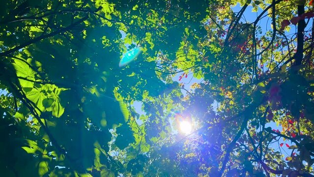 Sun Through Leaves Images – Browse 209,083 Stock Photos, Vectors, and ...