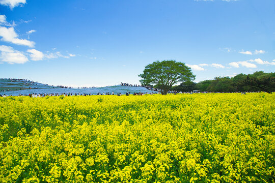 壮大な Images – Browse 3,359 Stock Photos, Vectors, and Video | Adobe Stock