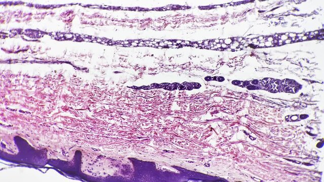 Simple Columnar Epithelium 100x