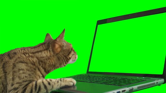 Cat Typing On Computer